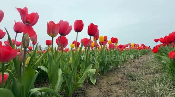 The Tully Tulip Festival, the largest of its kind in Britain, is ...