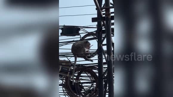 Cheeky wild monkey steals corn from ramen shop - Buy, Sell or Upload ...