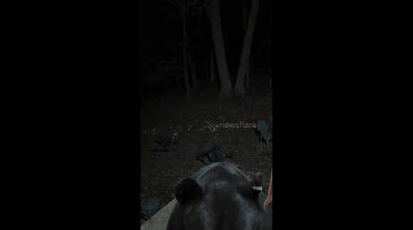 Bear-ly velievable: Mr. Doorman the bear returns for another door ...