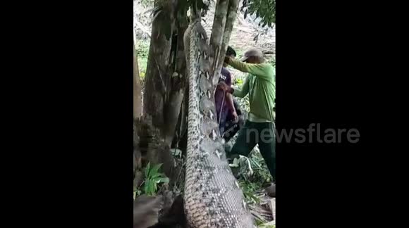 Preying On Cows And Pigs Belonging To Residents, A 6 Meter Long Python ...