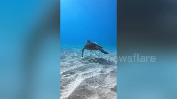 Heartbreaking video shows turtle choking on a piece of plastic - Buy ...