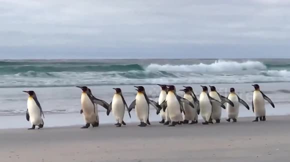 Penguins waddle along Falkland Islands beach marking World Penguin Day ...