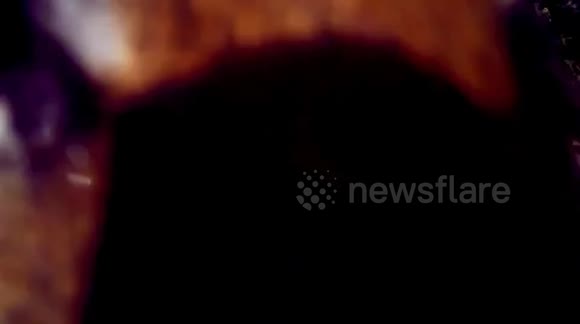 Wild tiger sniffs camera in Thai wildlife sanctuary - Buy, Sell or ...