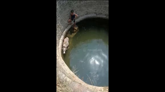 Volunteers of cow help society rescued a cow from a 50 feet deep well ...