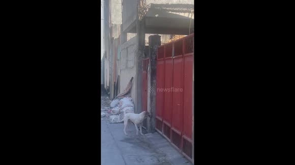 Jumping Dog Successfully Climbing Over Tall Gate - Buy, Sell or Upload ...