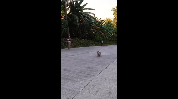 Mother dog carries stray pup to safety in Leyte, Philippines - Buy ...