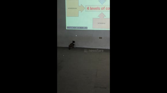 Cat chases mouse cursor arrow on projector screen - Buy, Sell or Upload ...
