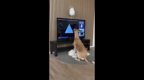 Leo showing how to Go Dogo! It is the worlds best touch-free home-alone ...