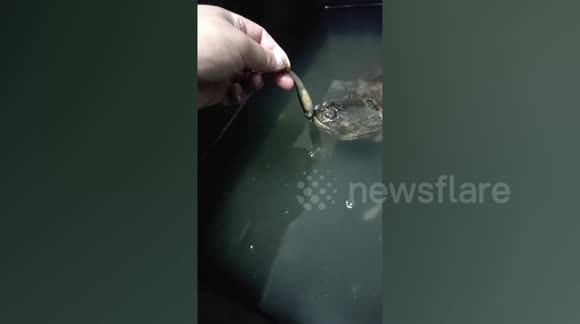 Snapping turtle bites owner's hand while feeding it - Buy, Sell or ...