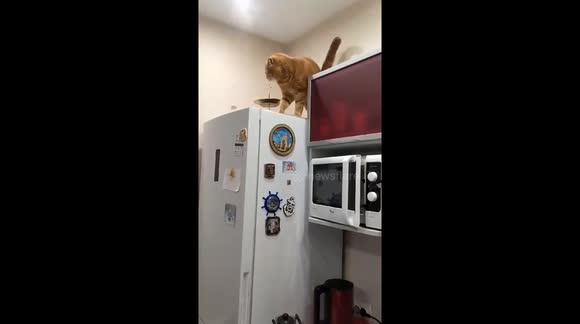 Feline fiasco: cat's frantic fall from fridge caught on camera - Buy ...