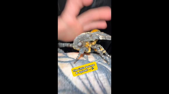 Squeaking moth slaps my son for touching him! - Buy, Sell or Upload ...