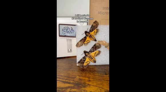 Moth under a microscope! Insane details and so beautiful - Buy, Sell or ...