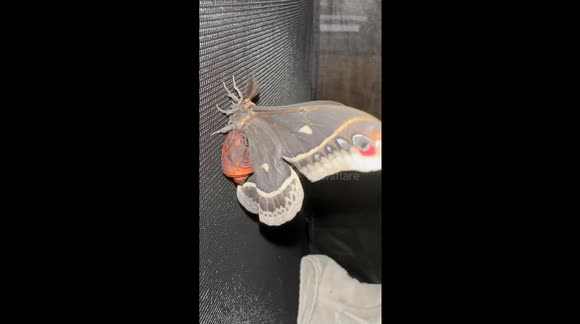 Skin-crawling rescue! Insect expert helps stunning moth escape by ...