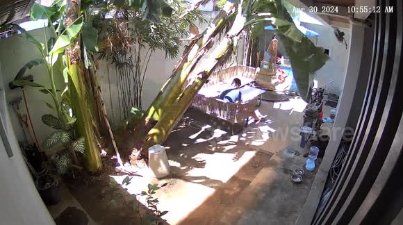 Man Narrowly Avoids Being Crushed by Falling Tree - Buy, Sell or Upload ...