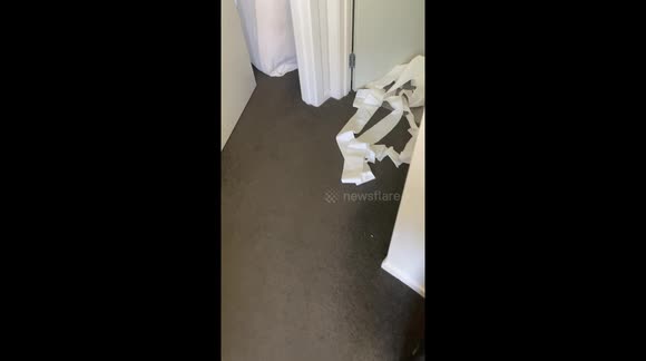 Gremlin strikes: cat unravels entire toilet paper roll - Buy, Sell or ...