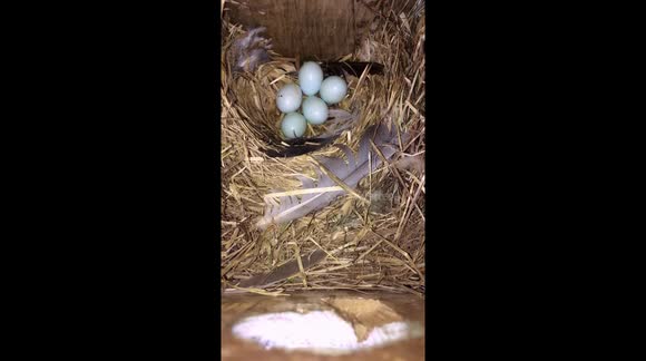 Watch the moment when these proud new starling parents witness the ...