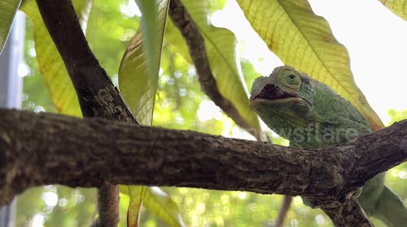 Vienna Zoo marks first International Chameleon Day - Buy, Sell or ...