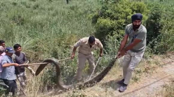 Rescue operation safely retrieves 13-foot python in northern India ...