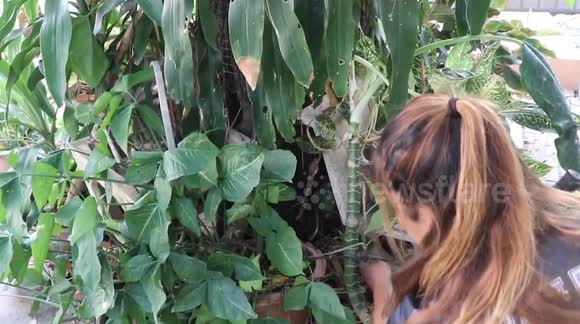 Beautiful but deadly 'Tiffany Blue' snake baffles locals in Thailand ...