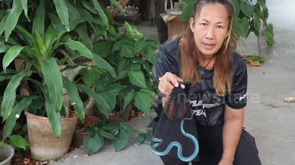 Beautiful but deadly 'Tiffany Blue' snake baffles locals in Thailand ...