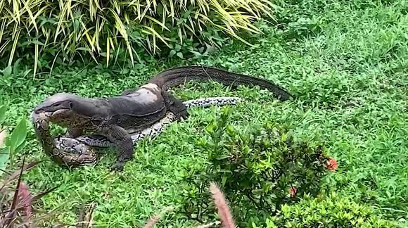 Massive monitor lizard eats python in Singapore - Buy, Sell or Upload ...