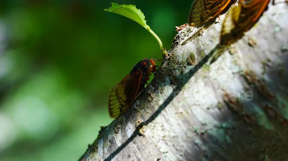 Mass Emergence: 17-Year Cicadas Swarm North America in Spectacular ...