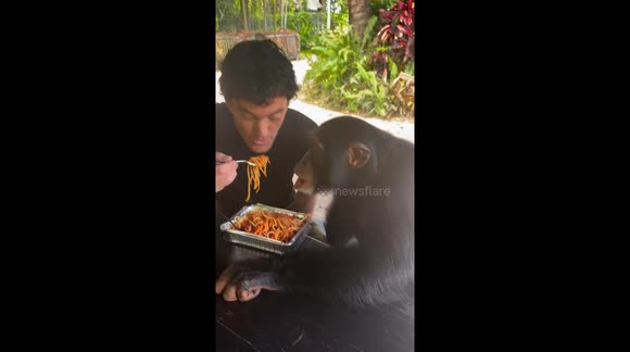Matt Dillon shares pasta dinner with chimpanzee companion Limbani in ...