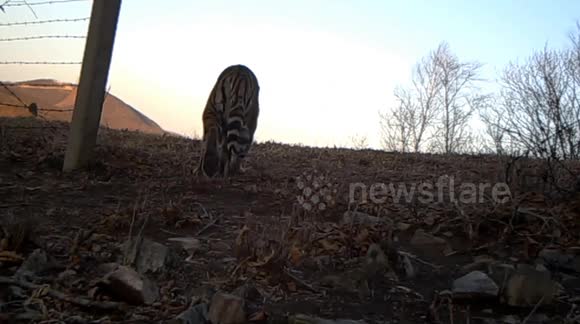 China-Russia joint efforts on Siberian tiger protection bear fruit - Buy, Sell or Upload Video ...