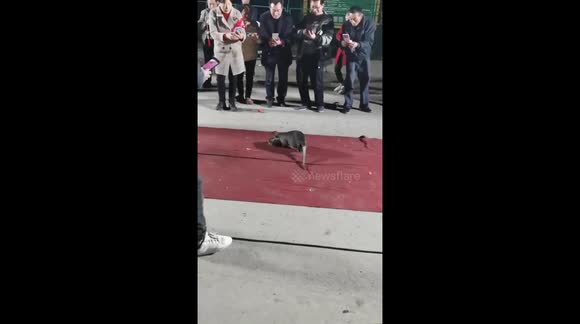 Humongous giant mutant rat stuns locals in China - Buy, Sell or Upload ...