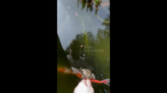 Goofy toad refuses to let go after hopping aboard a... FISH! - Buy ...