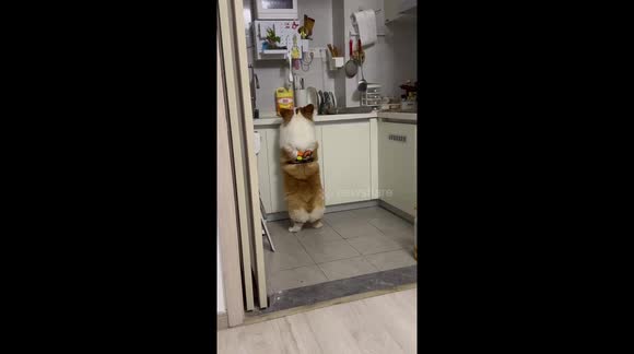 Pet corgi looks busy cooking in kitchen - Buy, Sell or Upload Video ...