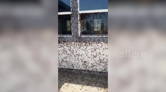 House covered in swarm of bugs - Buy, Sell or Upload Video Content with ...