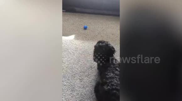 Cockapoo has leg amputated after savage XL bully attack - Buy, Sell or ...