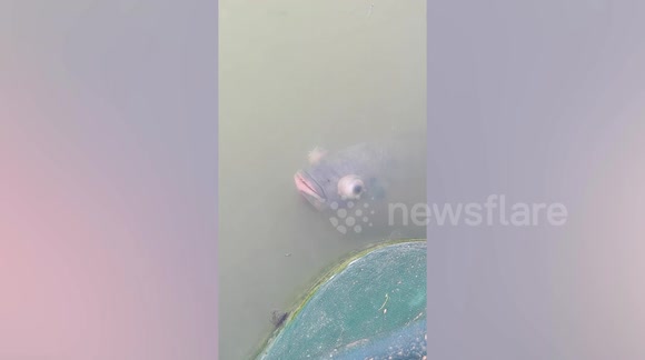 Mutant fish with bulging eyes emerges from toxic water in China - Buy ...