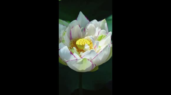 Tri-color lotus flower discovered in SW China - Buy, Sell or Upload ...
