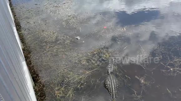 Alligators have fierce territorial dispute just metres in front of ...