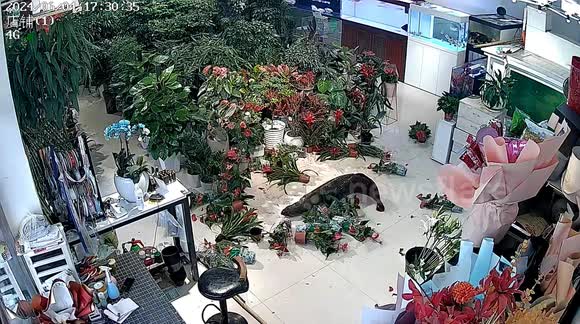 Valuable fish tragically dies after escaping tank at Chinese aquarium ...