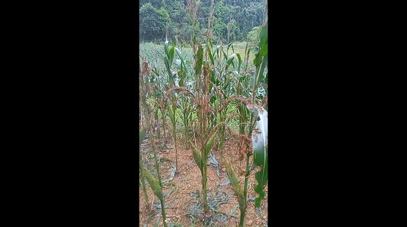 Crop fields left barren after swarms containing millions of locusts ...