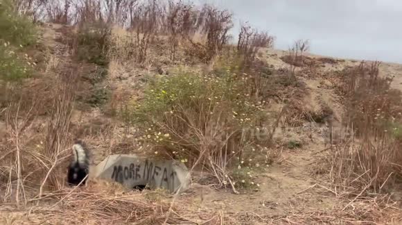 USA: San Diego Firefighters Rescue Lab Trapped in Drainage Pipe After ...