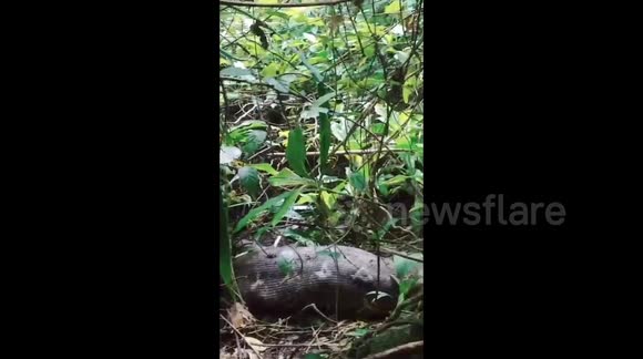 Indonesia: Woman in Sidrap, South Sulawesi, found dead swallowed by ...