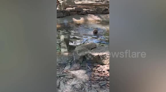 Bush dogs previously believed to be extinct spotted cooling off in pond ...