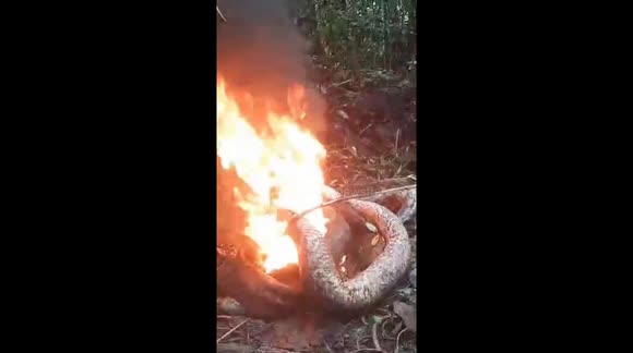 Residents burned a large python in Indonesia after it ate a woman - Buy ...