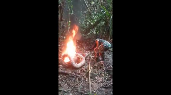 Residents burned a large python in Indonesia after it ate a woman - Buy ...