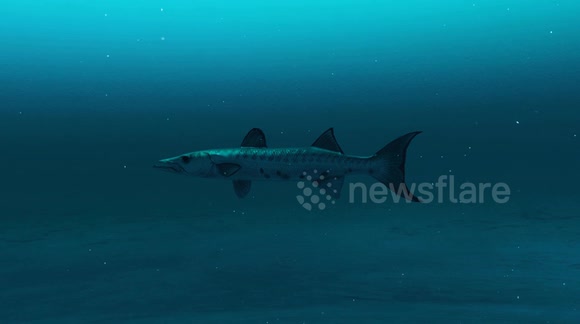 A Barracuda Fish Graceful Glide Through the Azure Depths. A mesmerizing ...