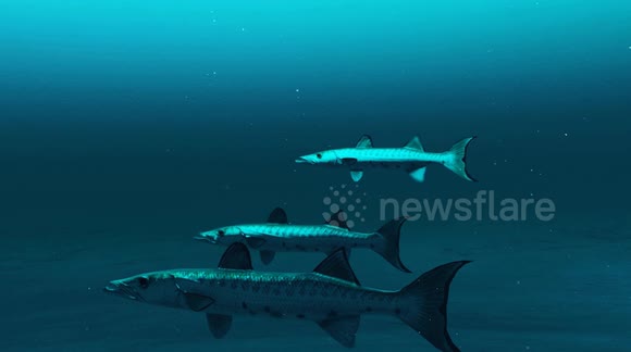 Three Barracuda Gracefully Glide Through the Blue Water. A trio of ...