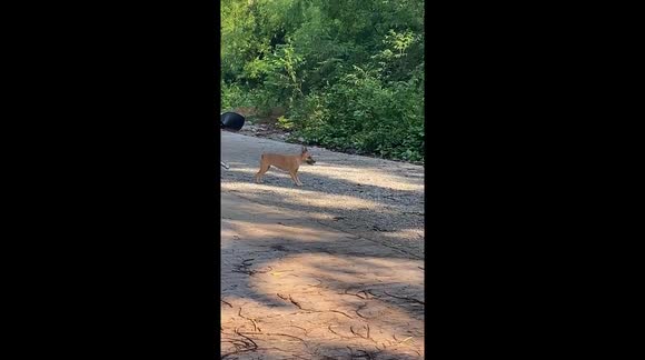 Funny dog run: hilarious video from Baguio city - Buy, Sell or Upload ...
