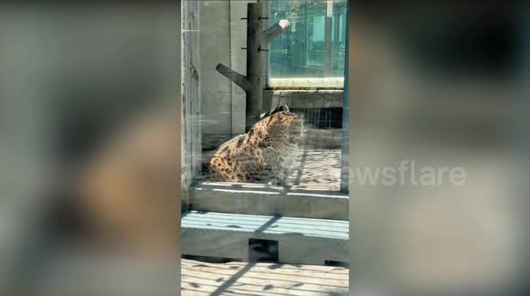 Overweight leopard compared to Disney Zootopia character too old to ...