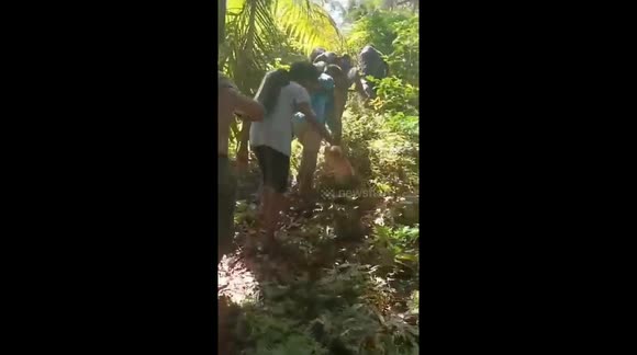 A giant python weighing 100kg that preys on cows and chickens was ...