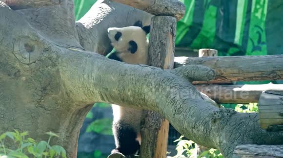 Cute clumsy panda cub practises its climbing skills in sunny enclosure ...