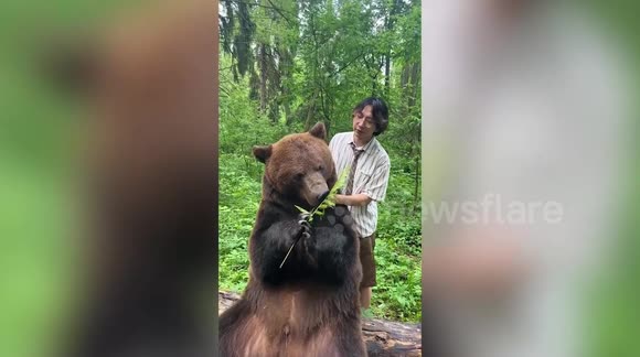 Daring man plays accordion in front of docile bear - Buy, Sell or ...